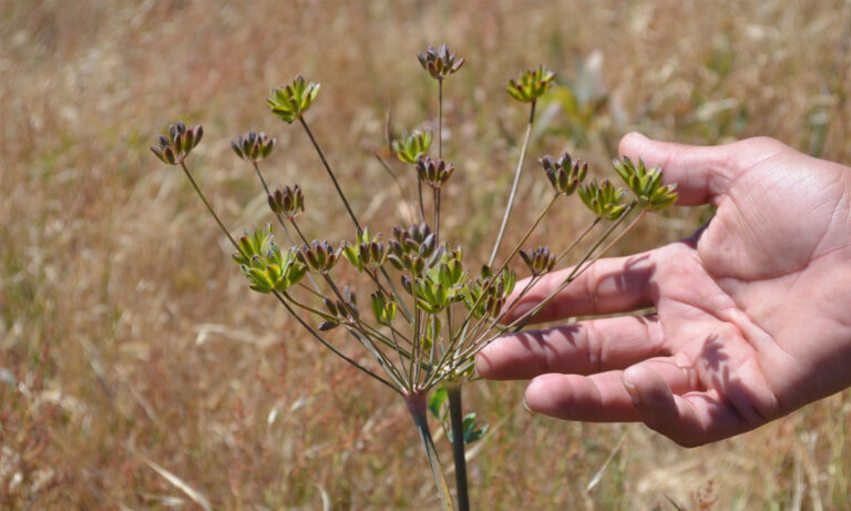 LAND BACK - Tsawout First Nation