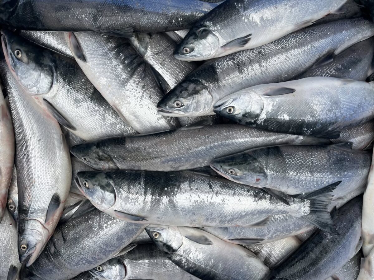 Fish Distribution - Tsawout First Nation
